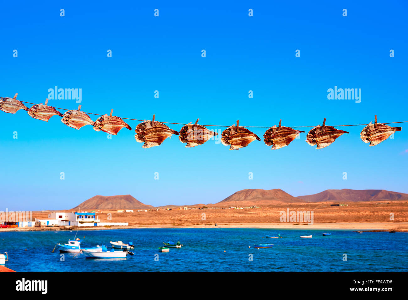 Vieja fish hi-res stock photography and images - Alamy