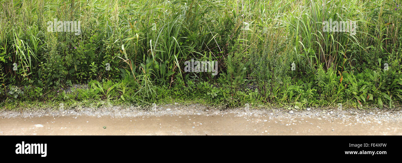 Texture grass on the edge of country road Stock Photo - Alamy
