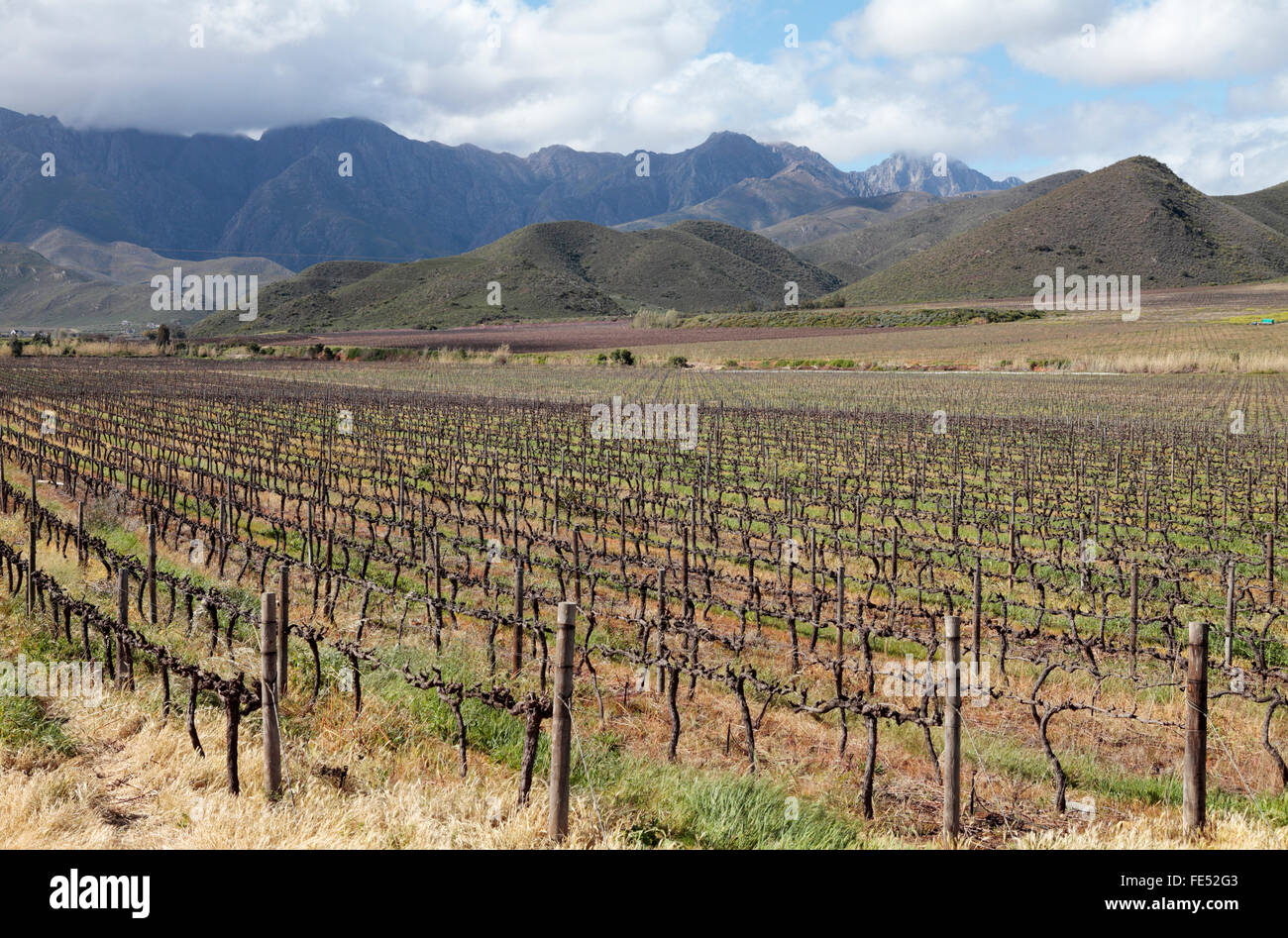 Vineyards in Roberston, Western Cape, South Africa Stock Photo - Alamy