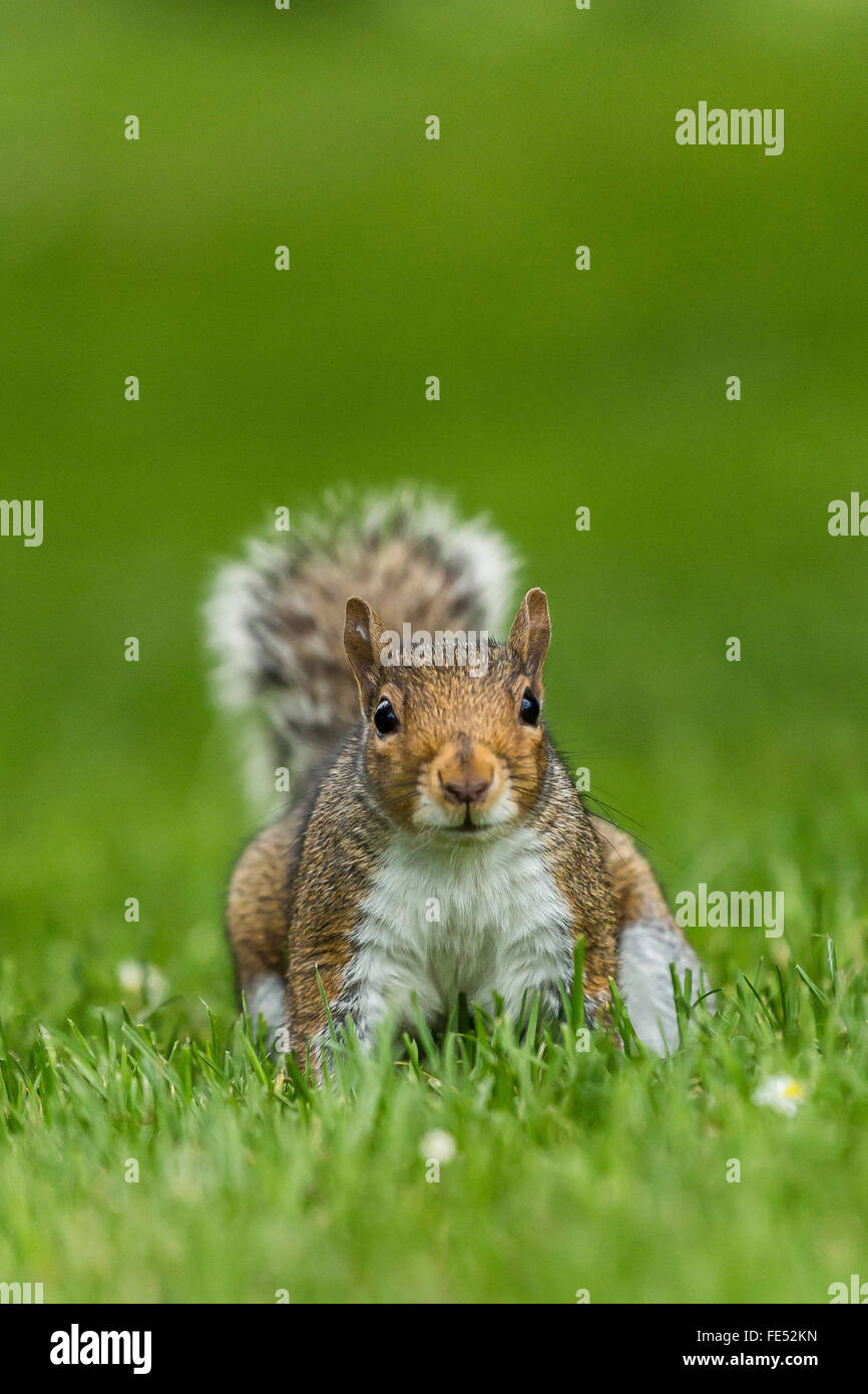 Eastern washington wildlife hi-res stock photography and images - Alamy