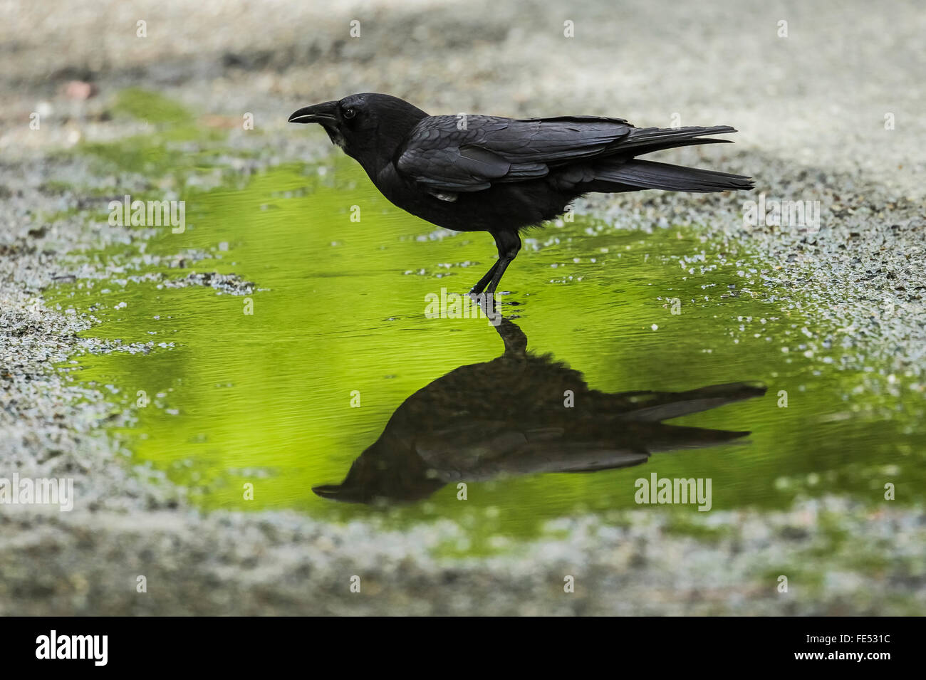 Northwestern Crow, Corvus caurinus, at puddle reflecting spring tree ...