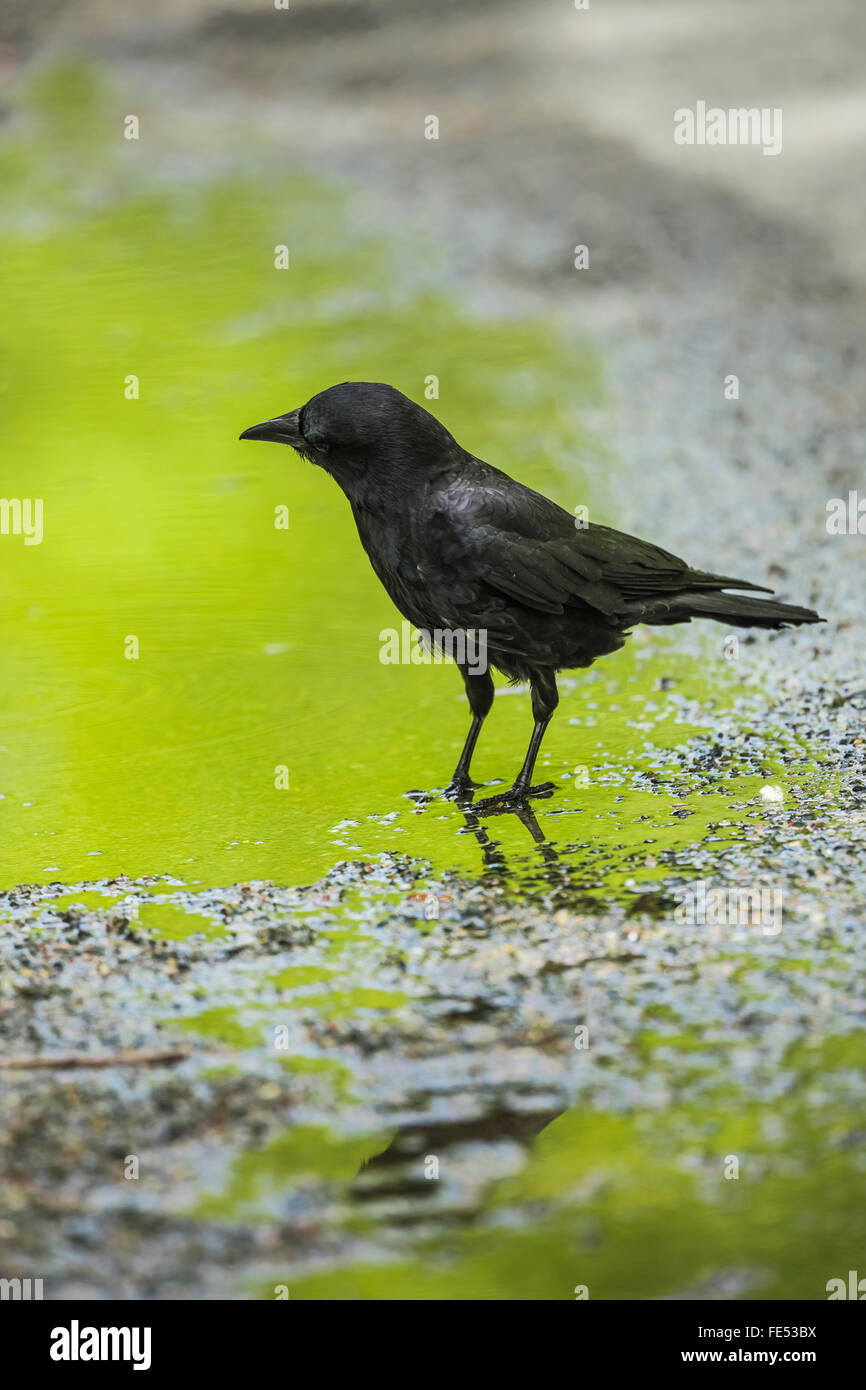 Rain Crow Stock Photos & Rain Crow Stock Images - Alamy