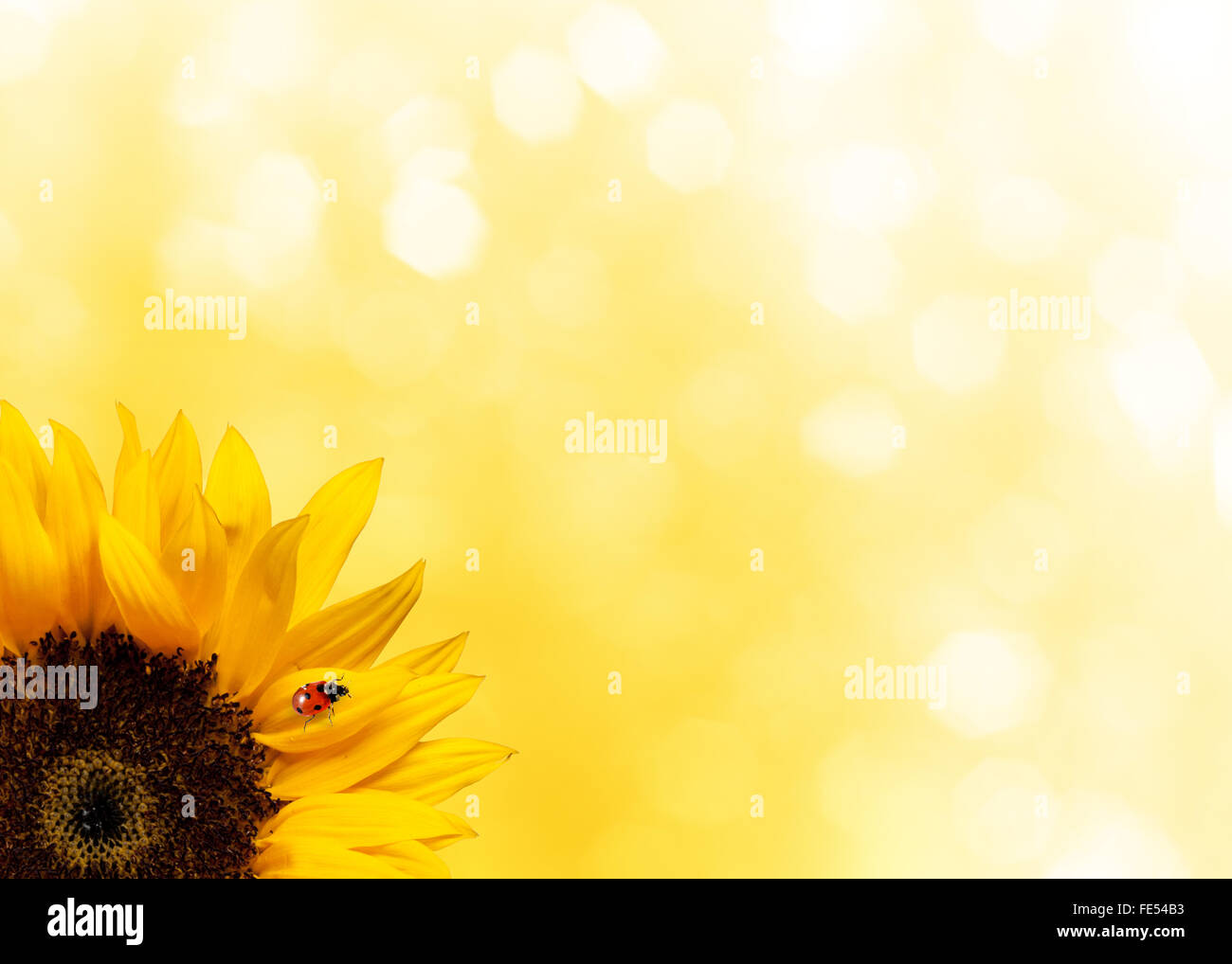 Ladybug Sunflower High Resolution Stock Photography and Images - Alamy