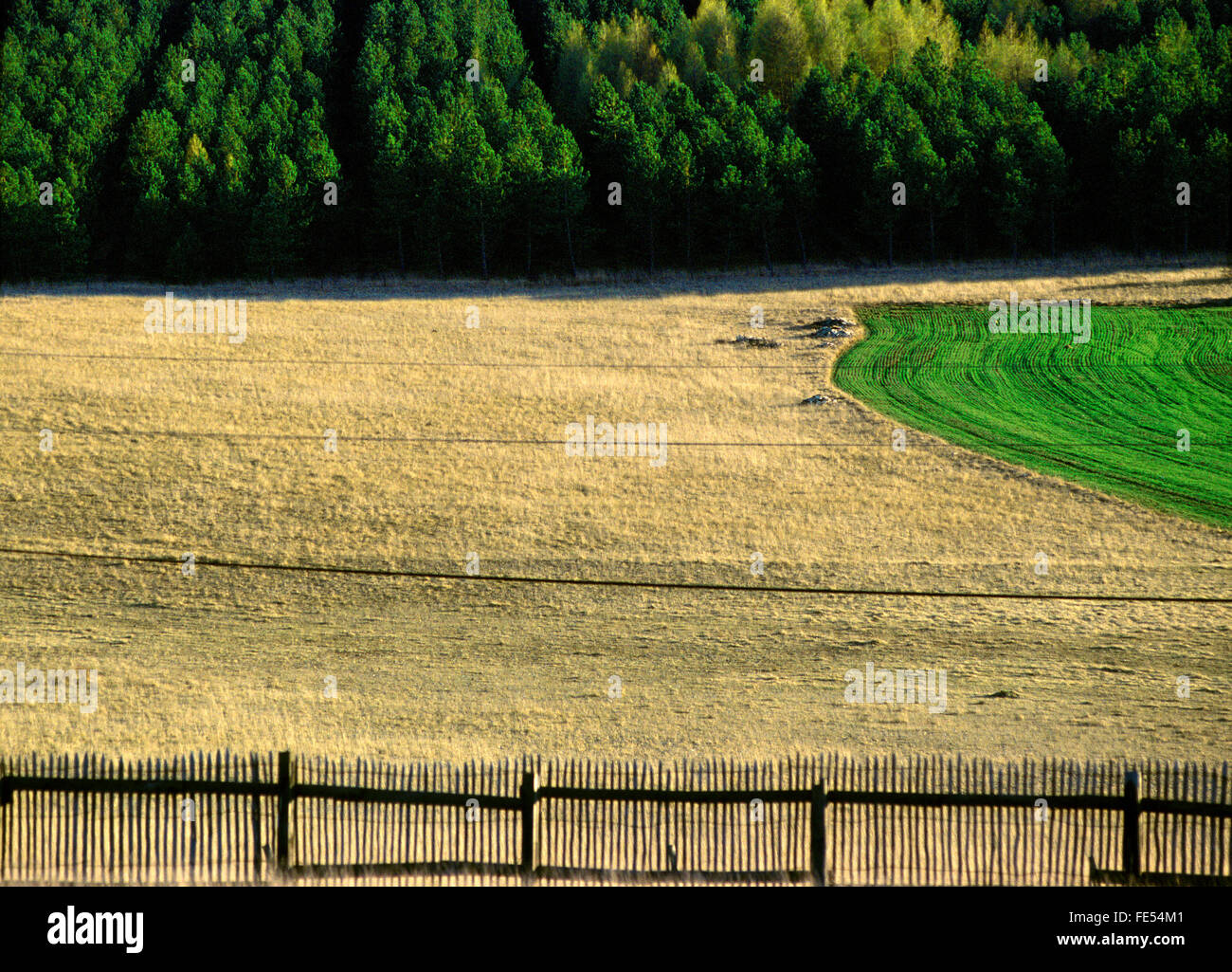 field, acre, land, green, brown, dry, fertile, graphic, grafically ...