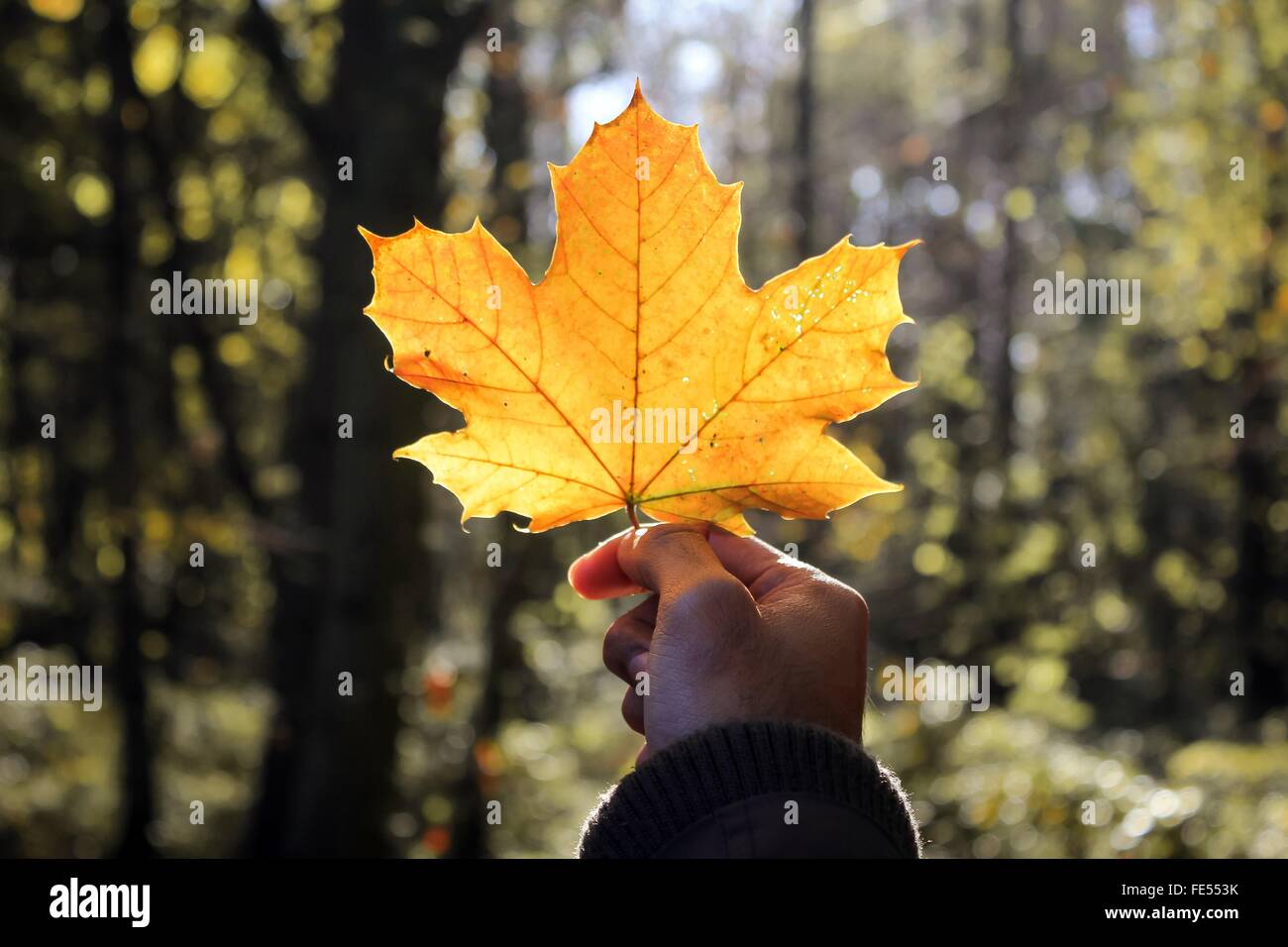 Hand autumn hi-res stock photography and images - Alamy