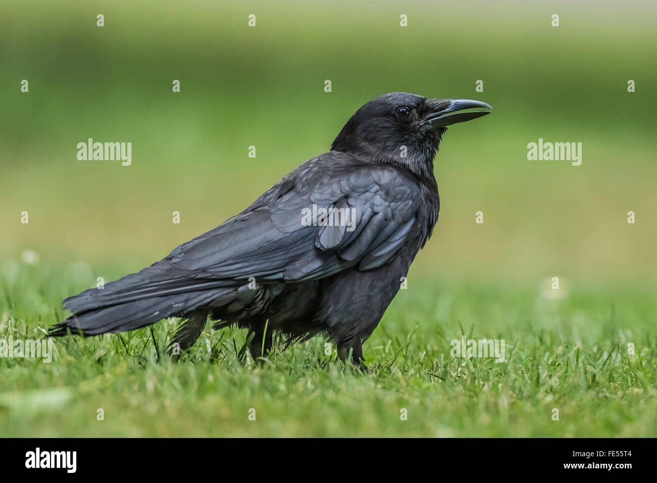 Pie Bald Crow In Washington State