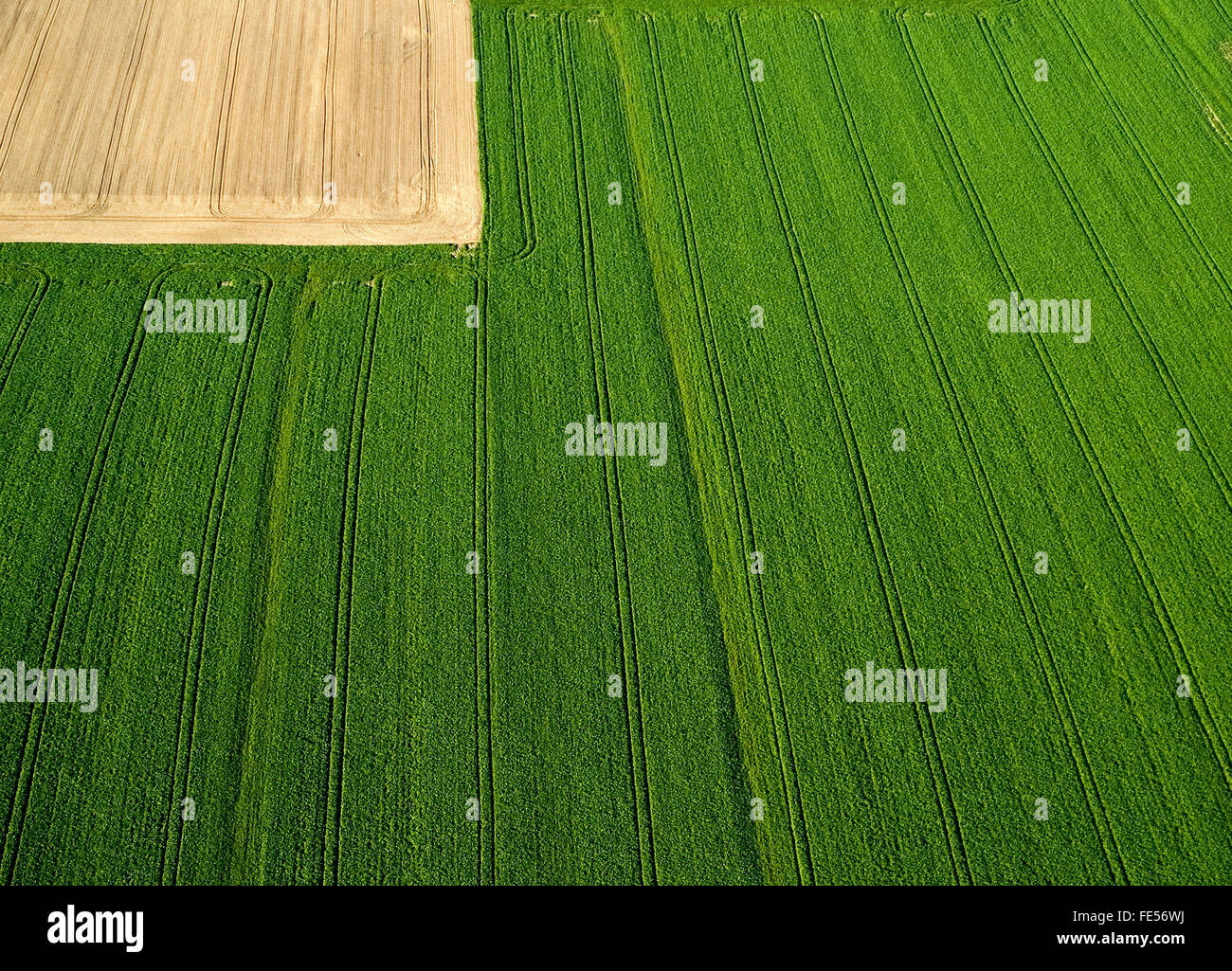 field, acre, land, green, brown, dry, fertile, graphic, grafically ...