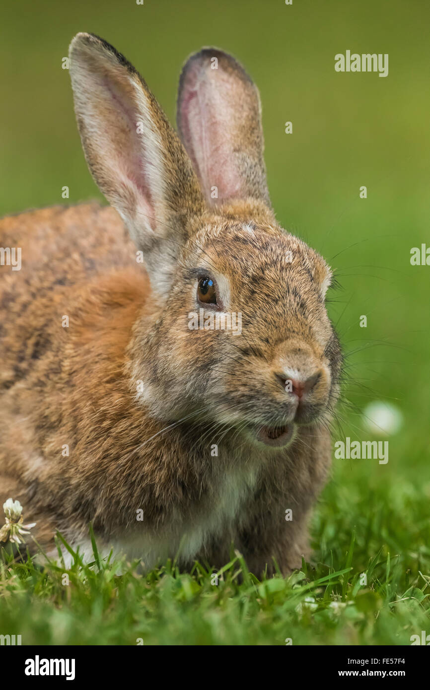 Cottontail Rabbit Eating Stock Photos & Cottontail Rabbit Eating Stock ...