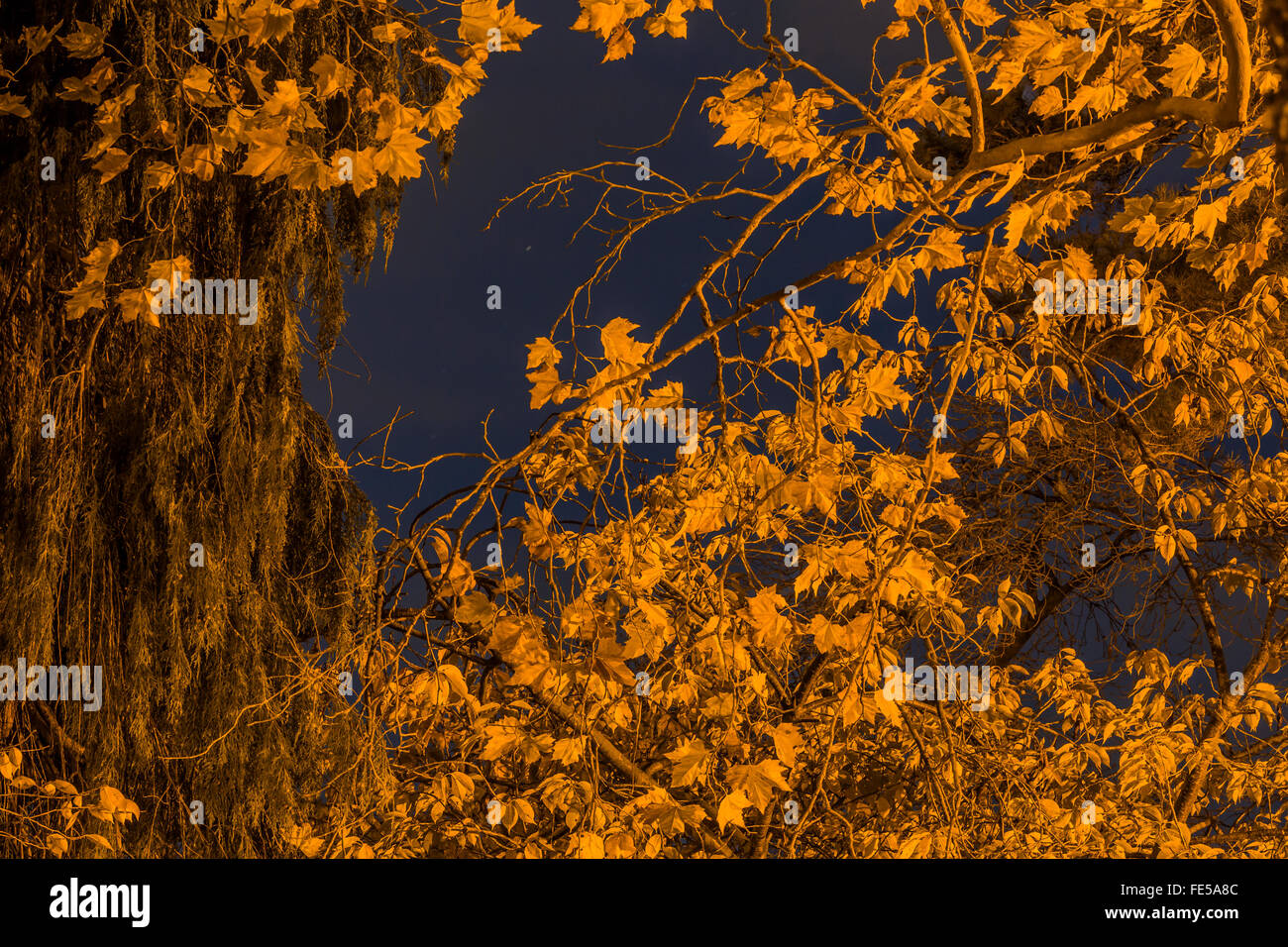 Sodium vapor street light hi-res stock photography and images - Alamy