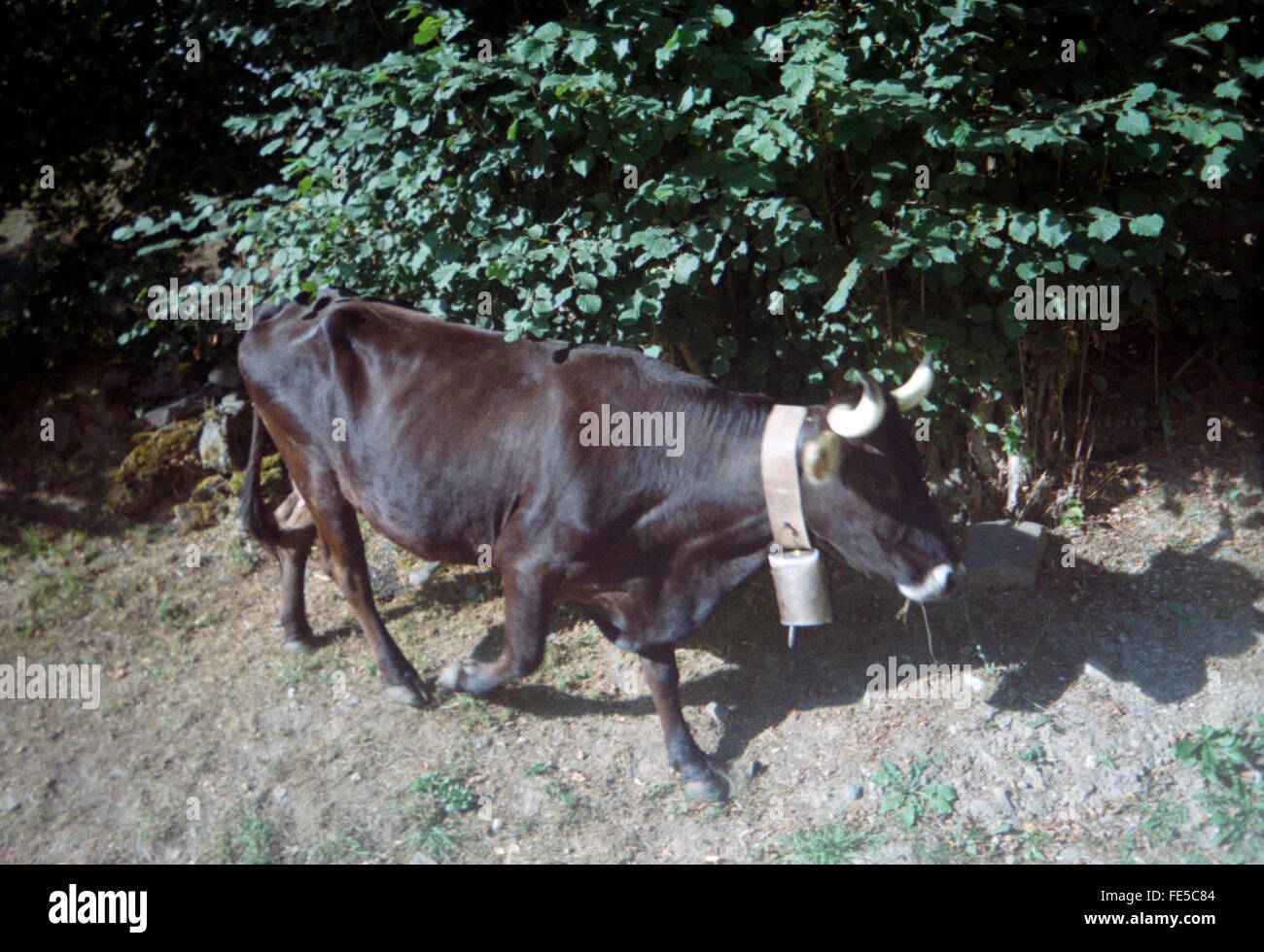 Cow_bell hi-res stock photography and images - Alamy