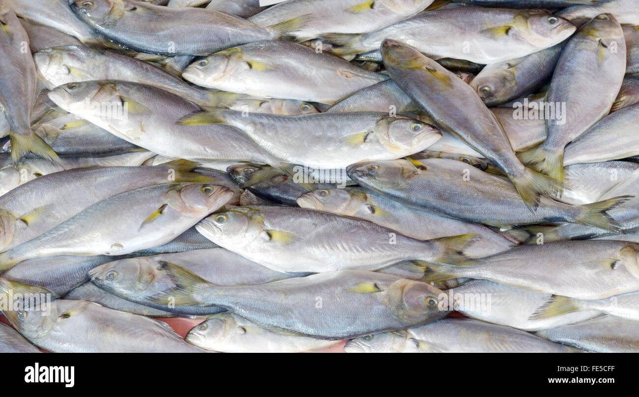 Fresh mackerel seafish hi-res stock photography and images - Alamy