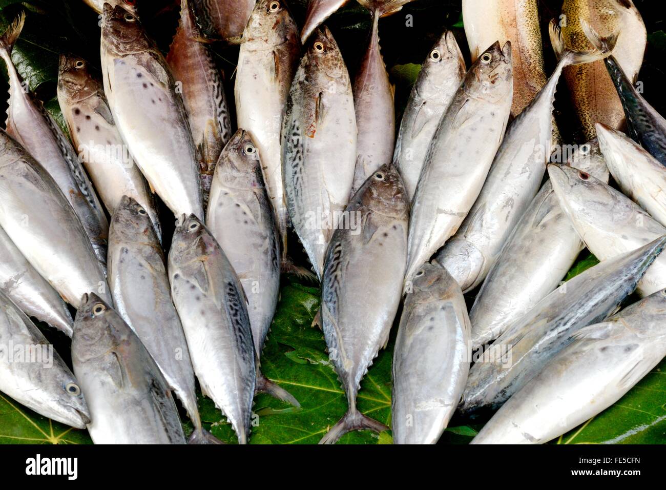 Fresh mackerel seafish hi-res stock photography and images - Alamy