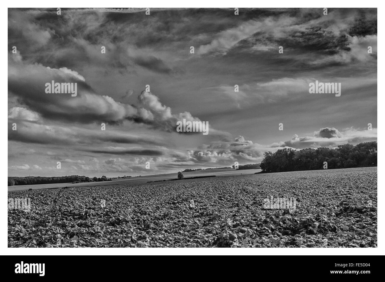 Field Sky Barren Landscape Black and White Stock Photos & Images - Alamy