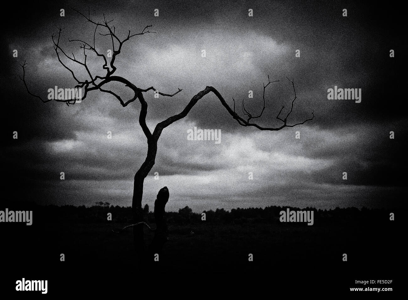 Textured image crooked tree hi-res stock photography and images - Alamy