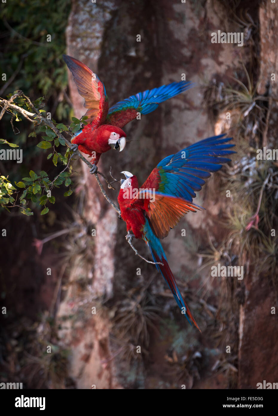 A pair of Red-and-green Macaws playing with each other Stock Photo - Alamy