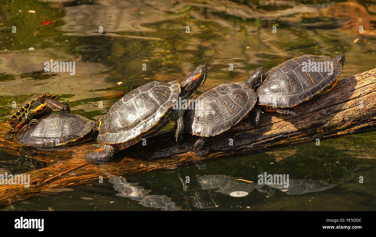View Of Mating Turtles Stock Photo - Alamy