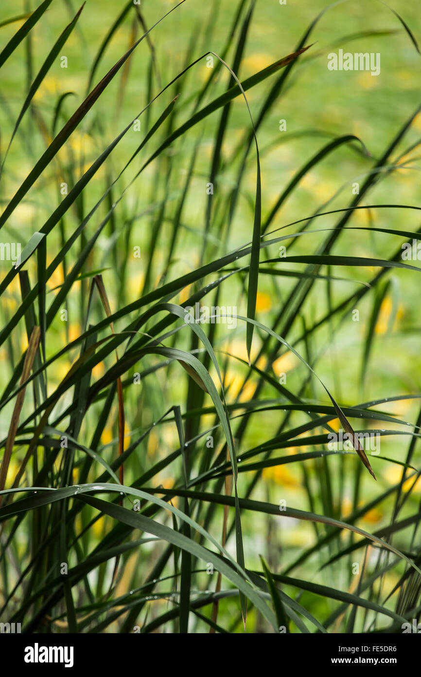 Green grasses in the park hi-res stock photography and images - Alamy