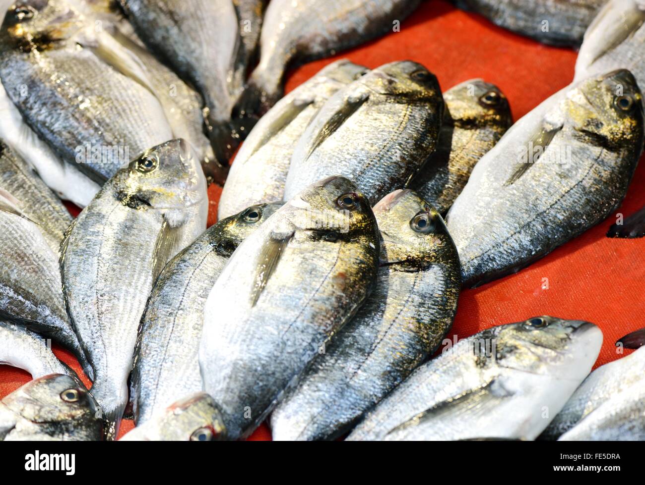 Fresh mackerel seafish hi-res stock photography and images - Alamy