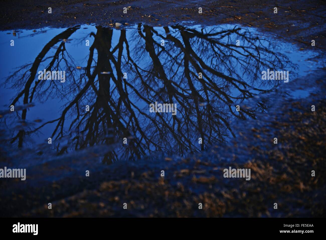 Reflection Of Tree In Puddle Stock Photo - Alamy