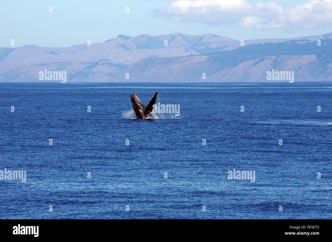 Breeching hi-res stock photography and images - Alamy