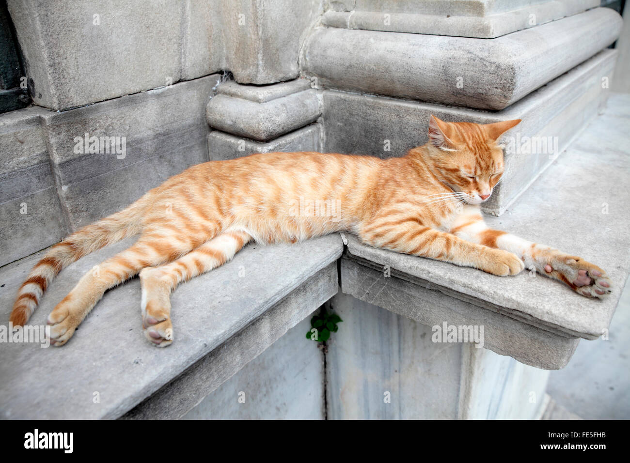Ginger cat relaxing, Istanbul, Turkey Stock Photo - Alamy