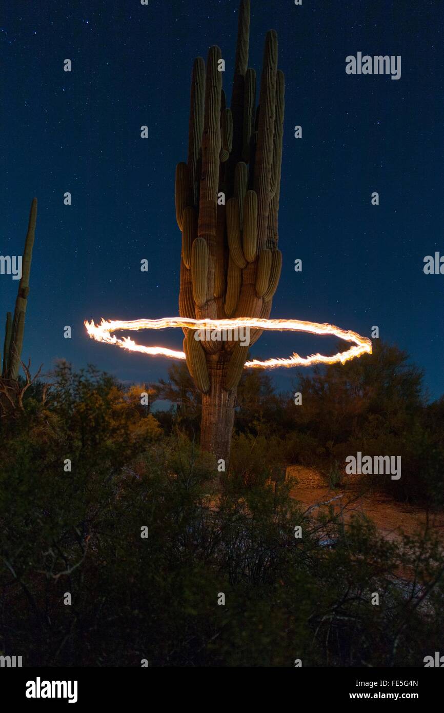 Fire Cactus High Resolution Stock Photography and Images - Alamy