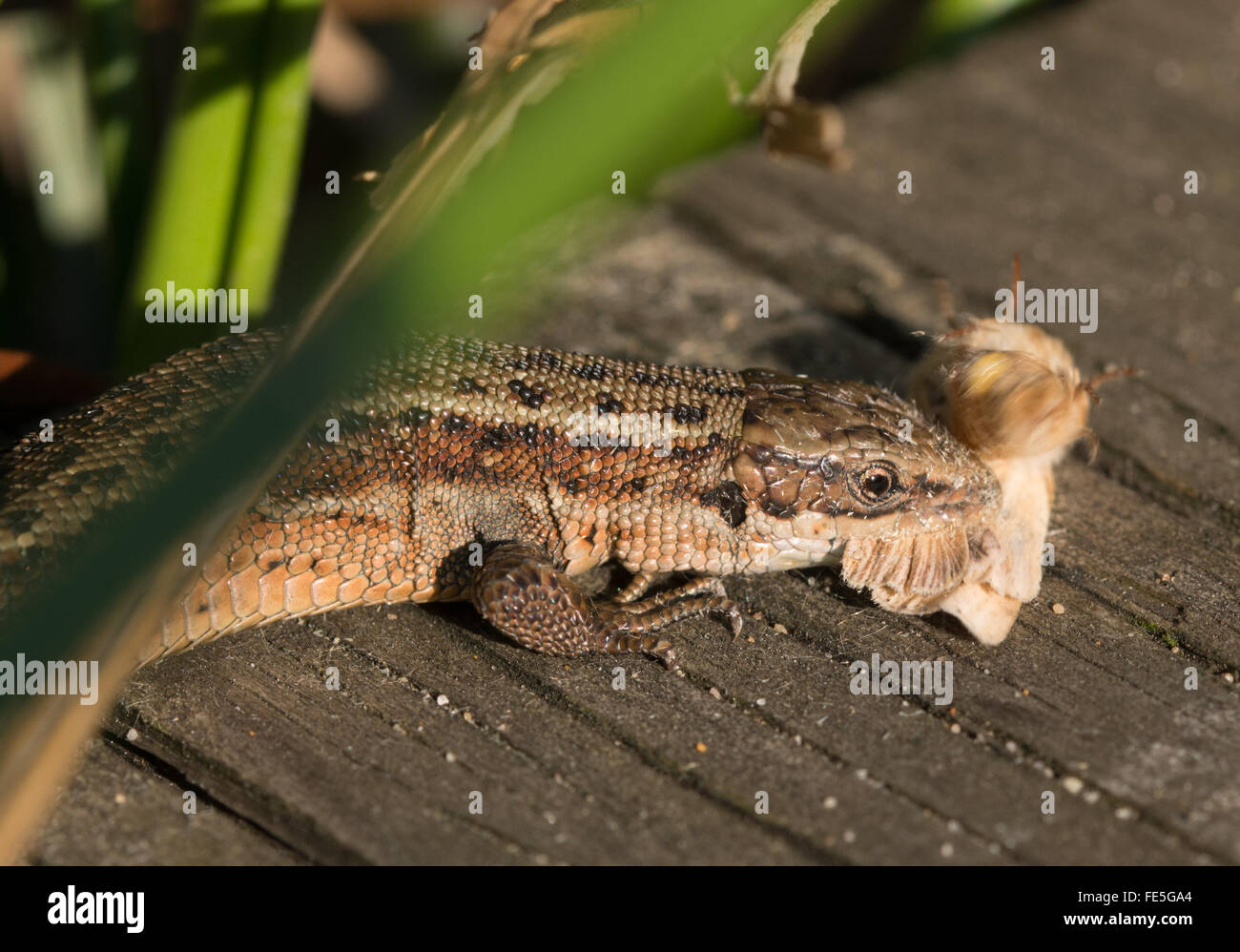 Viviparous insect hi-res stock photography and images - Alamy
