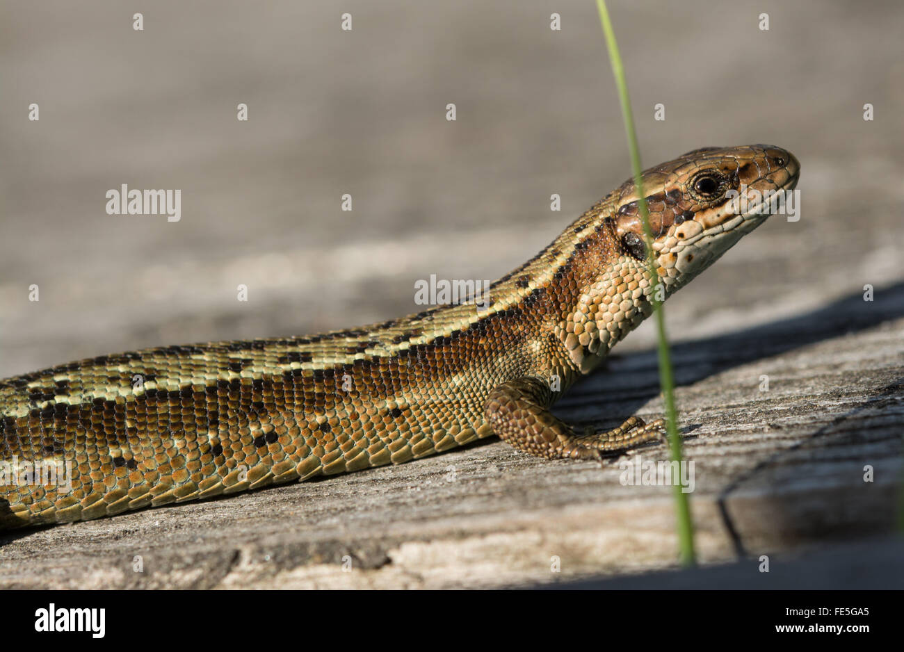 Common common lizard hi-res stock photography and images - Alamy