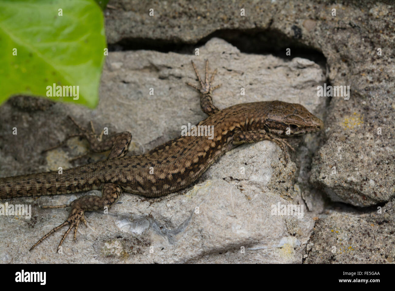Female wall lizard (Podarcis muralis) on wall in Boscombe Bournemouth ...