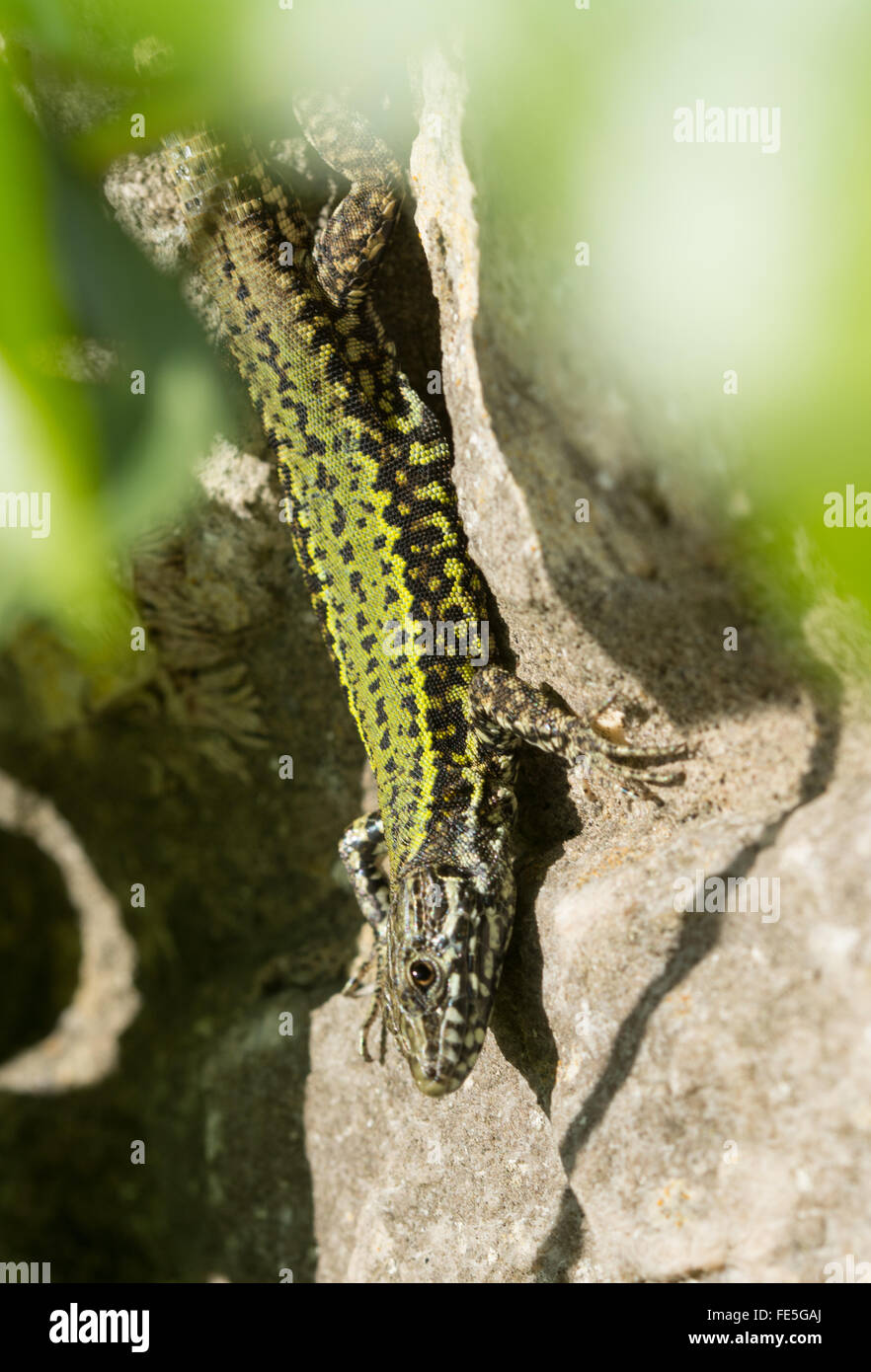 Male wall lizard (Podarcis muralis) on wall in Boscombe Bournemouth ...