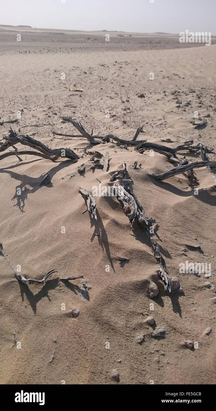 Dead Trees In Desert Stock Photo - Alamy