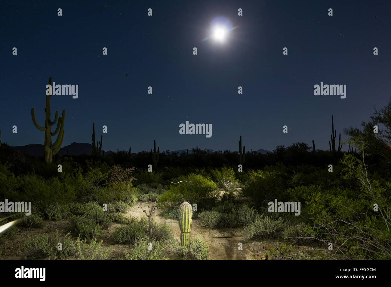 Desert With Cacti In Night Stock Photo - Alamy