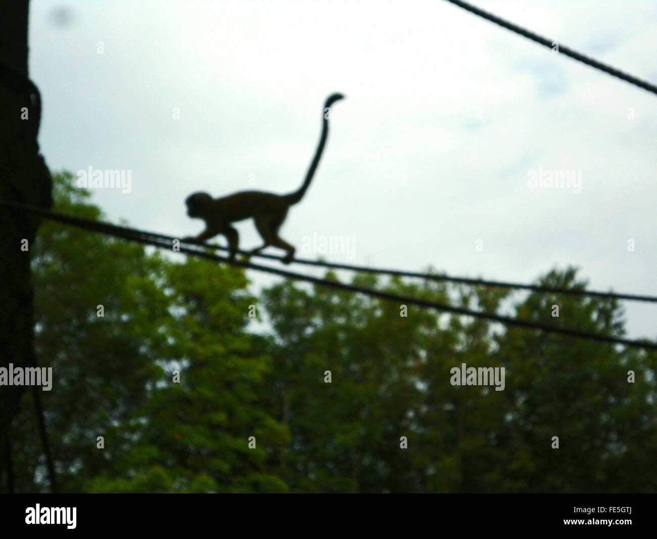 Tightrope Walking Or Funambulism At High Resolution Stock Photography ...