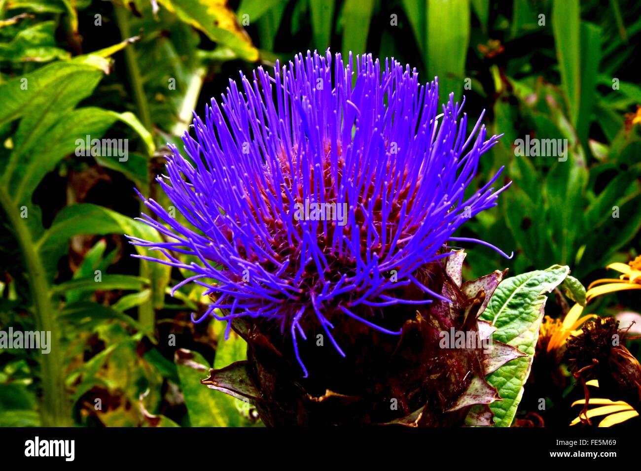 Purple spiky plant hi-res stock photography and images - Alamy