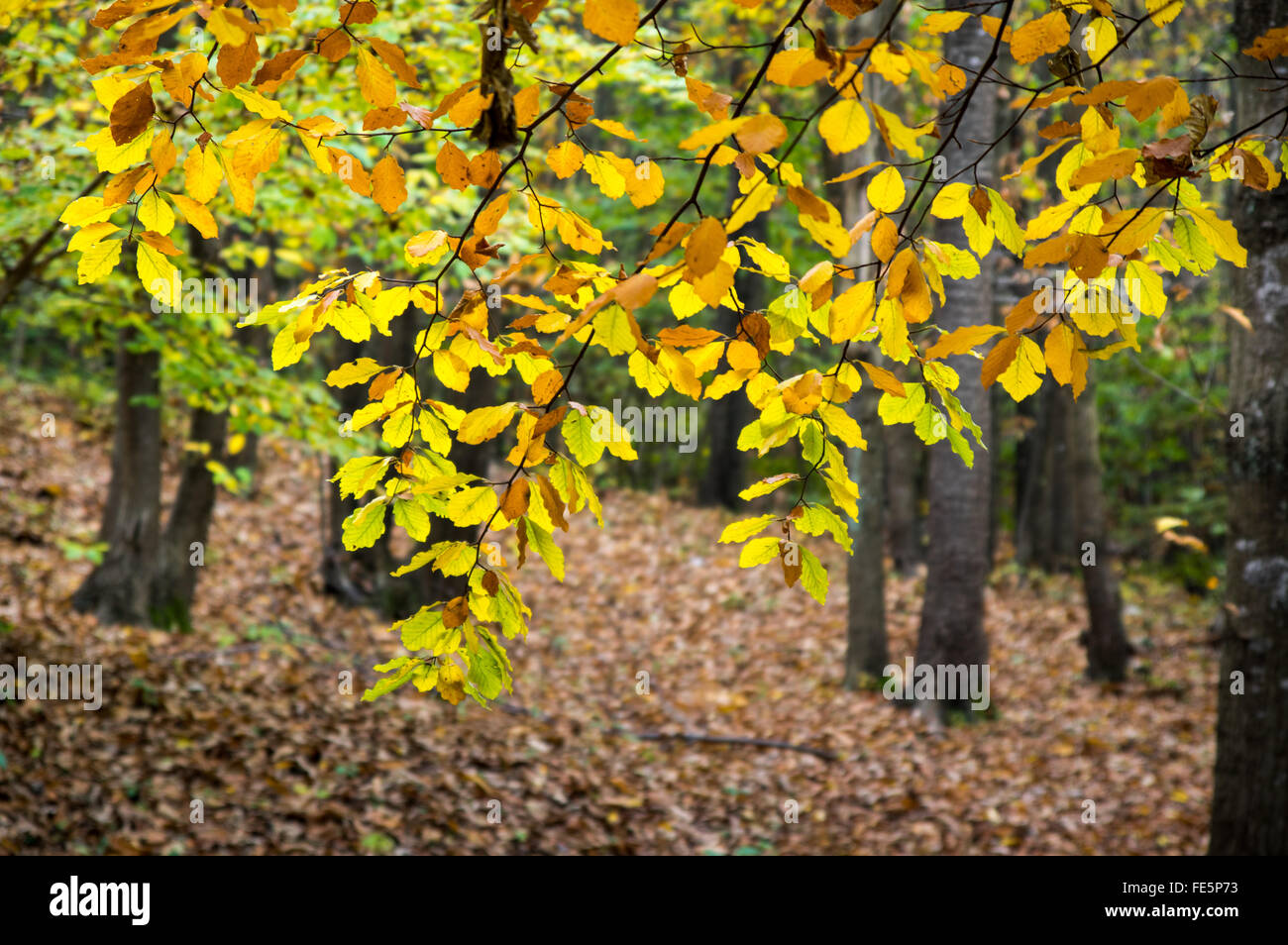Chestnut trees italy hi-res stock photography and images - Alamy