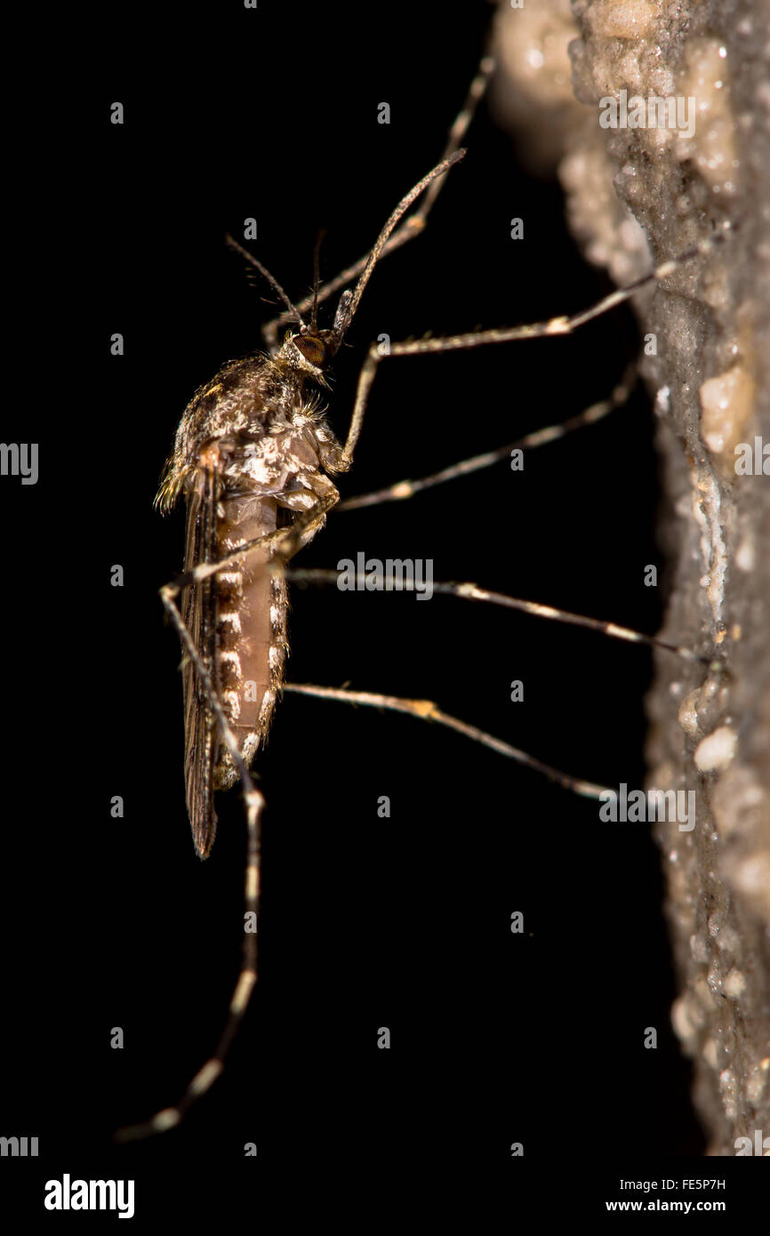 Banded mosquito (Culiseta annulata). The largest British mosquito at ...