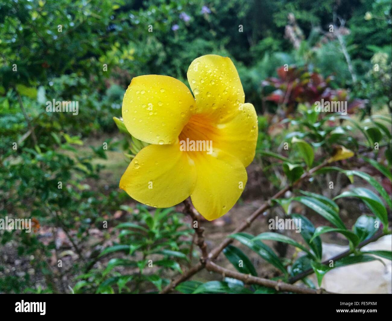 Buttercup In The Foreground High Resolution Stock Photography and ...
