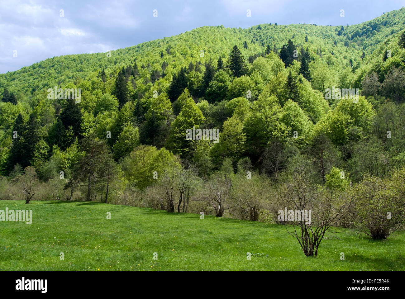 Dense alpine forest hi-res stock photography and images - Alamy