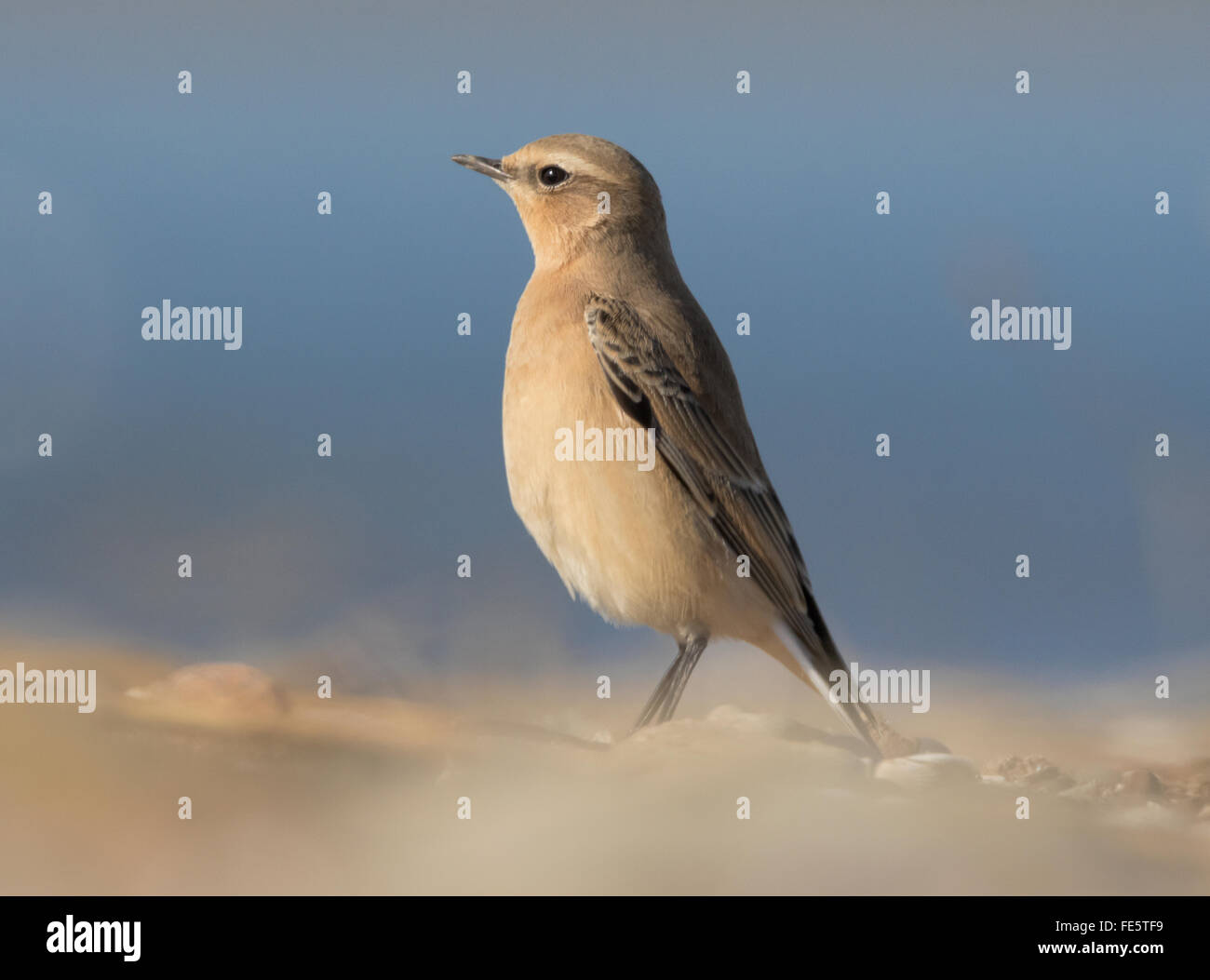 Nith estuary hi-res stock photography and images - Alamy