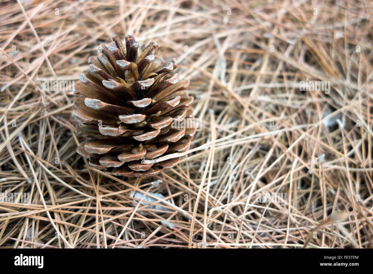 Cedar cone with background of dry cedar needles Stock Photo - Alamy