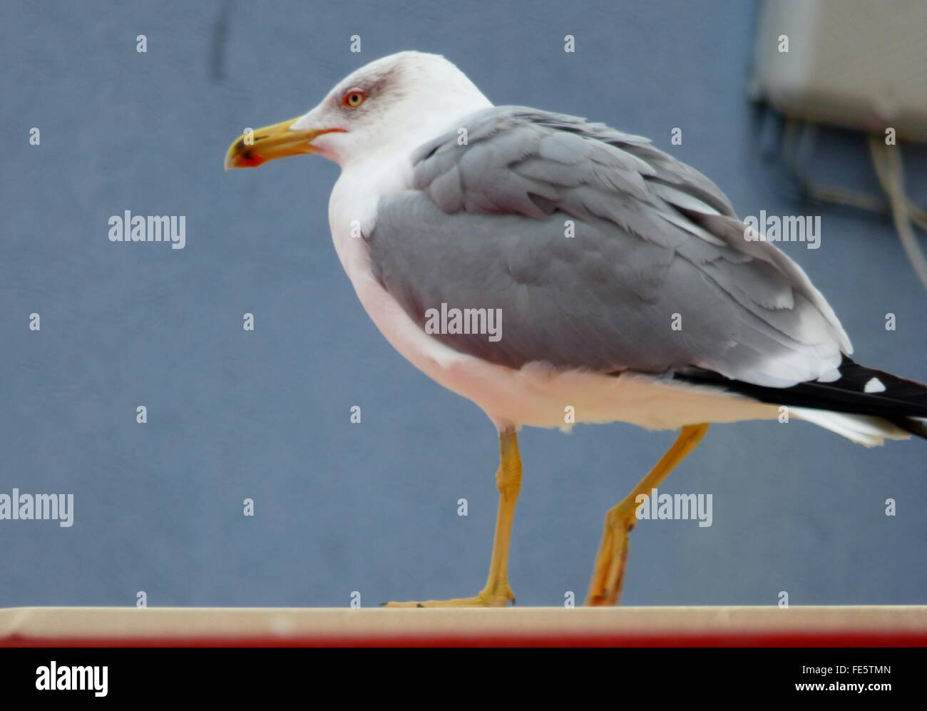 Close-Up Side View Of A Bird Stock Photo - Alamy