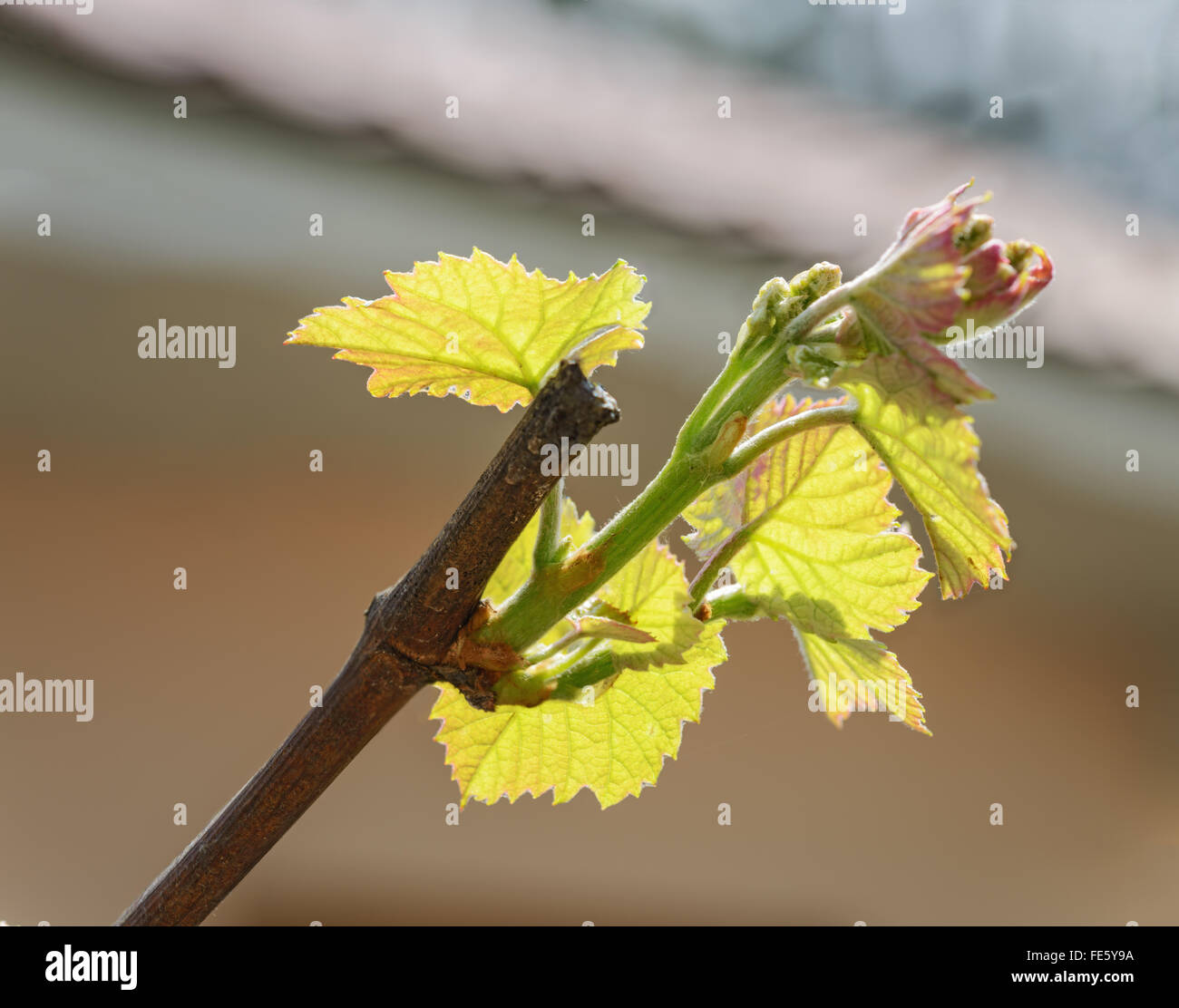 Close-up view of new young leaves of grape plant in sun backlit Stock ...
