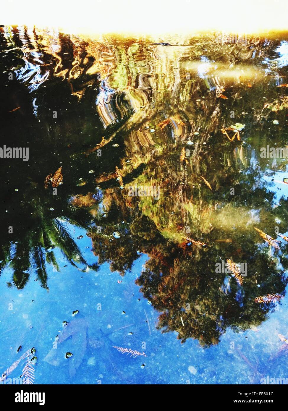 Reflection Of Trees On Water Stock Photo - Alamy