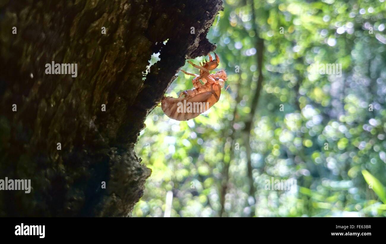 Cicada exoskeleton insect shell hi-res stock photography and images - Alamy