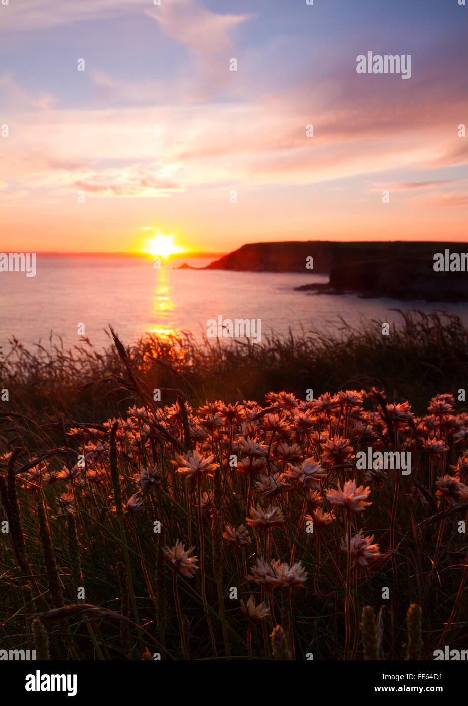 A sunset over an ocean horizon from the top of a cliff. Thrift flowers ...