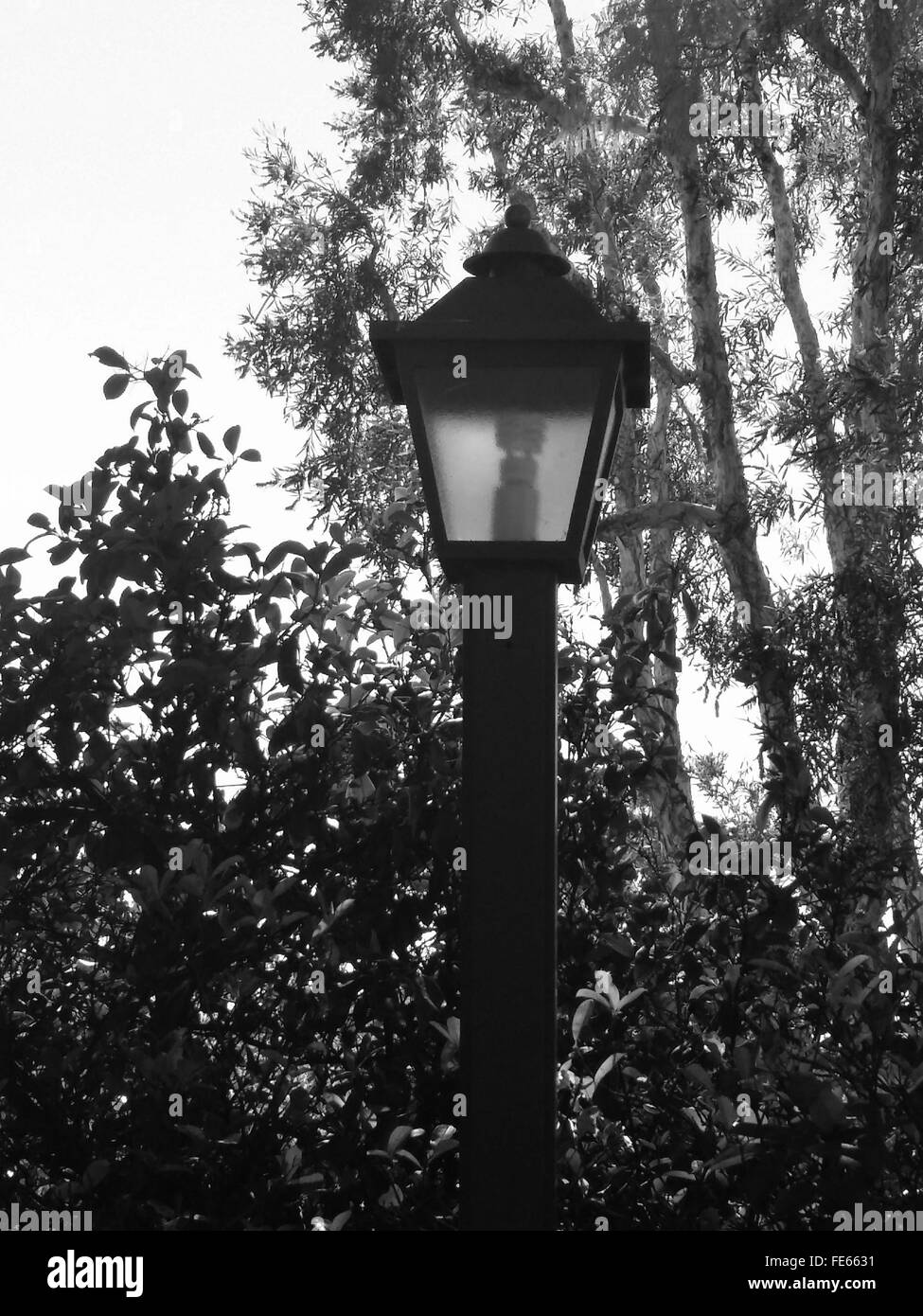 Street light trees branch hi-res stock photography and images - Alamy