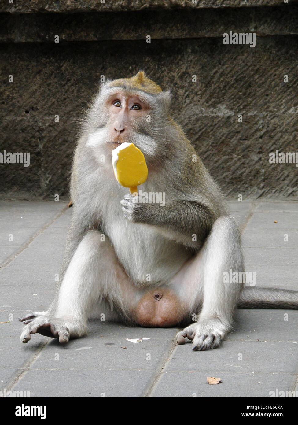 Monkey Eating Ice Cream High Resolution Stock Photography and Images ...
