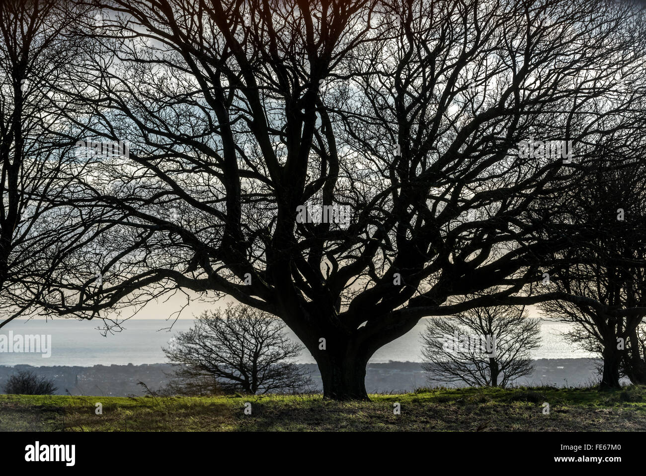 A lone tree on Cissbury Ring hill fort in Findon West Sussex Stock ...