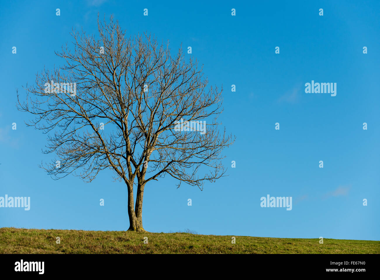 A lone tree on Cissbury Ring hill fort in Findon West Sussex Stock ...