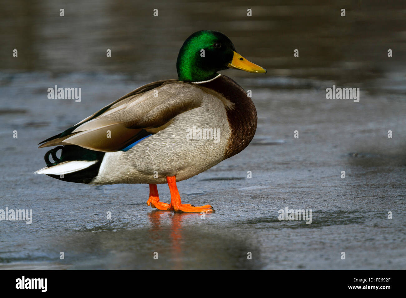 Mallard Duck Standing High Resolution Stock Photography and Images - Alamy